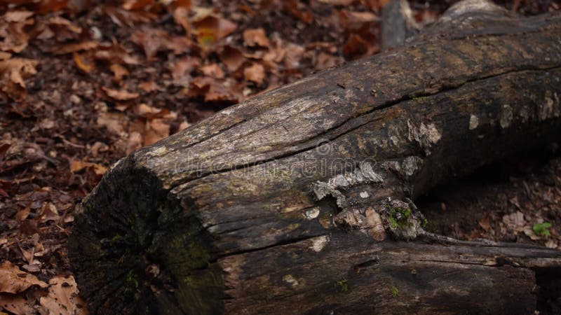 A Fallen Tree Log Lies in a Forest, Surrounded by Dry Leaves and Moss ...