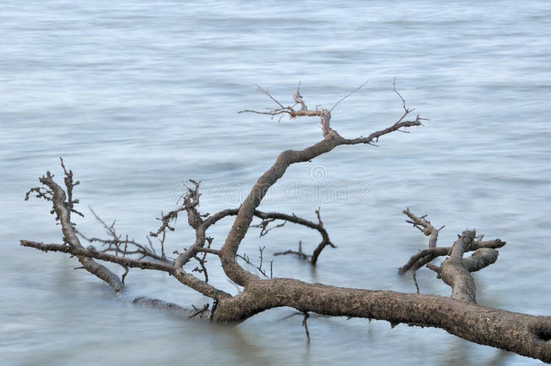 Fallen tree log over water stock image. Image of fallen - 13644691