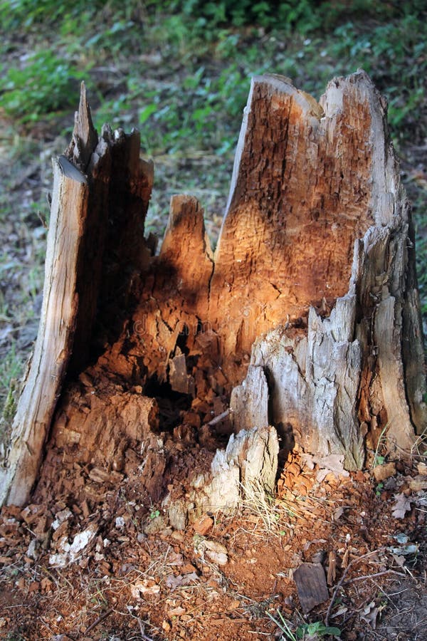 Fallen tree log stock photo. Image of spruce, park, lonely - 117582256