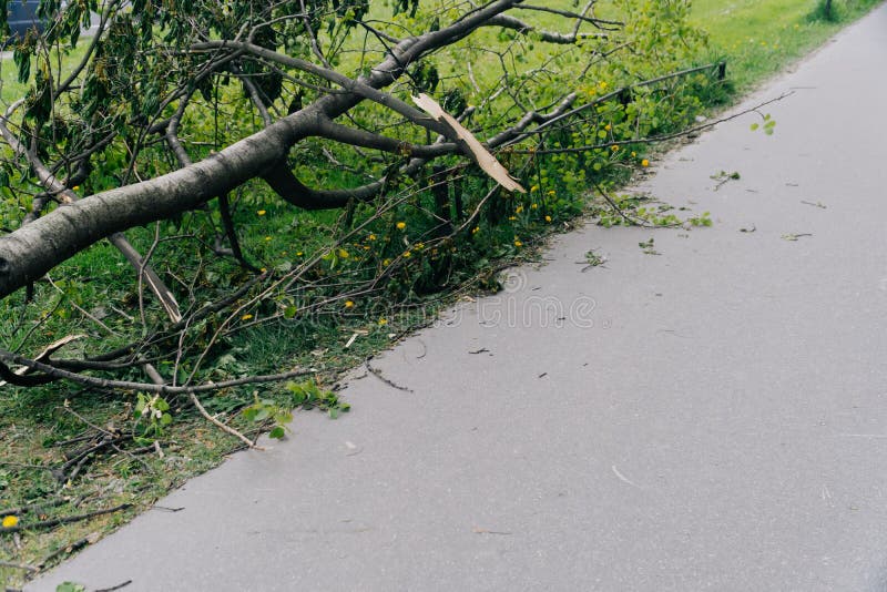 A Fallen Tree is Lying in the Middle of the Sidewalk in the City Stock ...