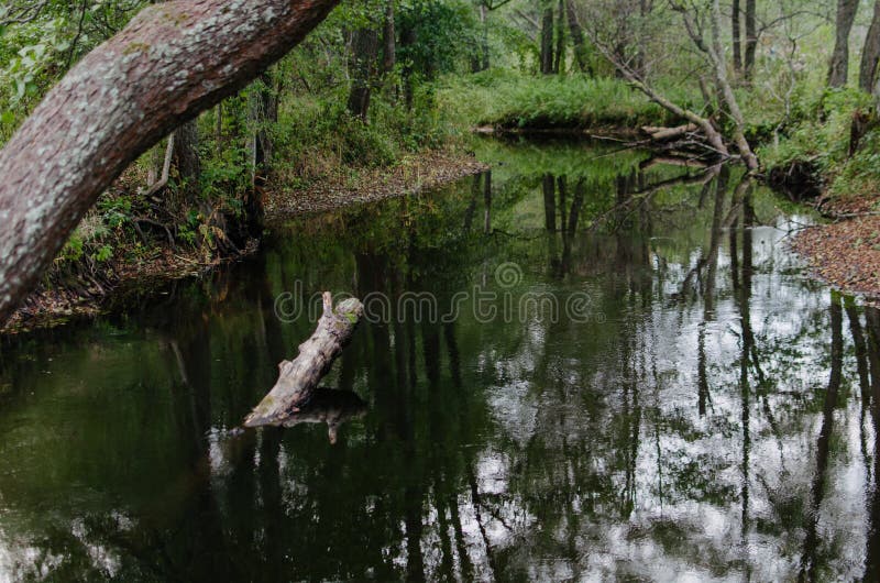 Fallen Tree Lying in a River Stock Image - Image of river, mixed: 90573765