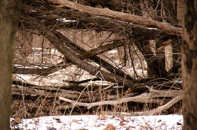 Fallen tree making X stock image. Image of trees, brush - 43375149