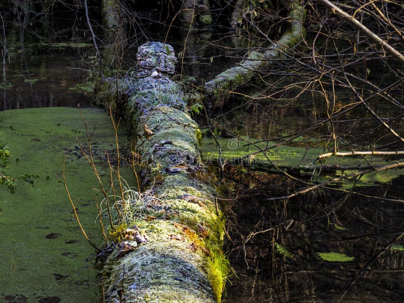 Fallen tree in a marsh stock photo. Image of face, morass - 82308036