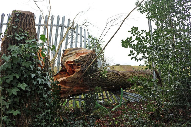 Fallen Tree on a Metal Fence Stock Photo - Image of outdoor, crashed ...