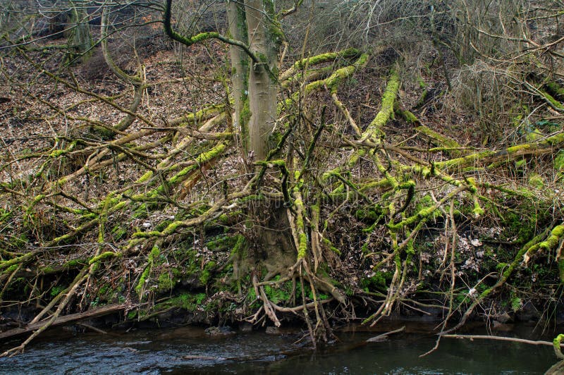 Fallen Tree in the Middle of the River Stock Image - Image of wetland ...