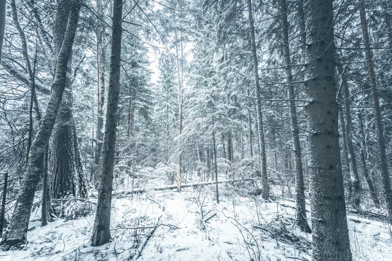 Fallen Tree in the Middle of Snow Covered Snow. Horizontal Layout ...