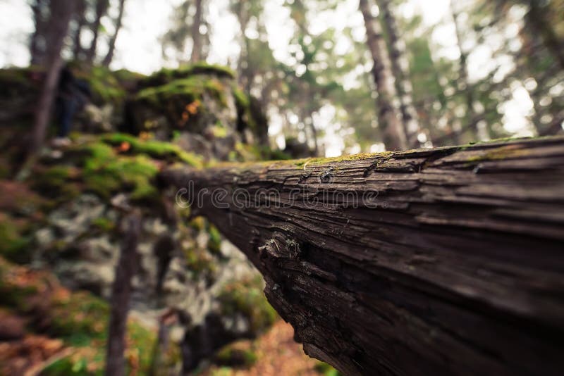 Fallen tree stock image. Image of mossy, foliage, landscape - 59465613