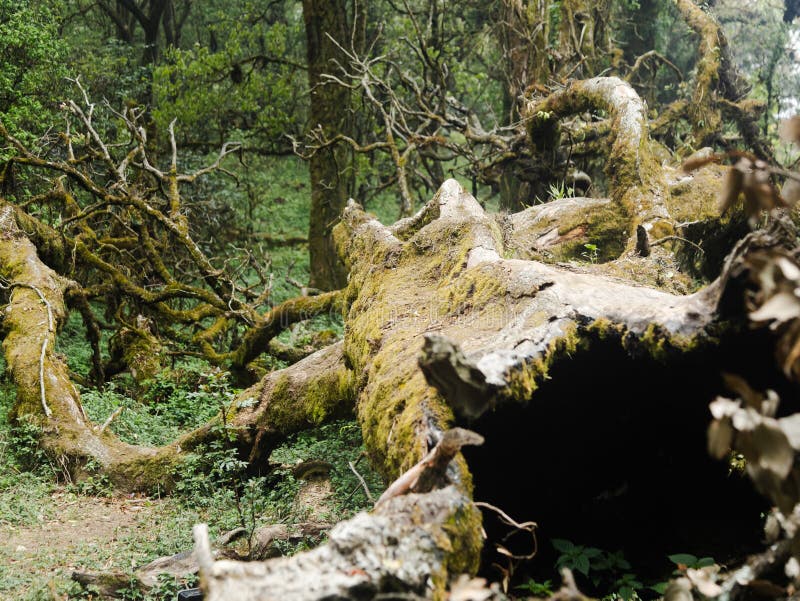 A Fallen Tree with Moss Growing on Its Trunk Stock Photo - Image of ...