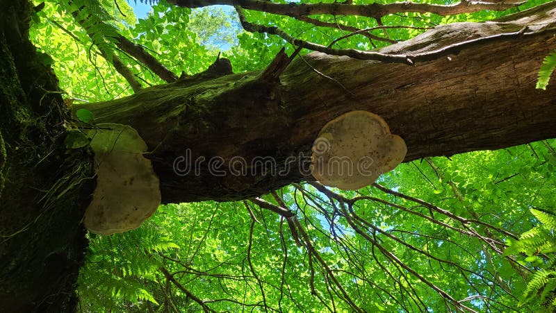 Fallen Tree with Mushrooms Growing on it. Stock Image - Image of trunk ...