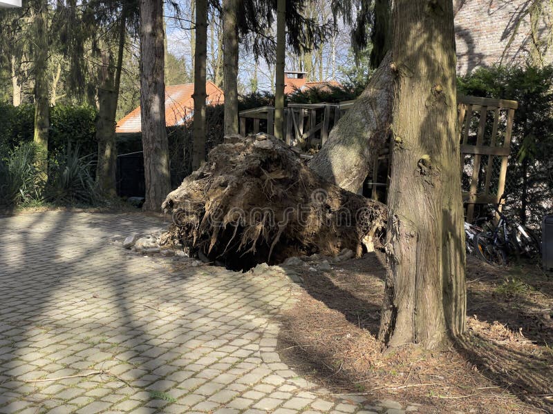 Fallen tree stock photo. Image of land, tree, uproot - 273779862