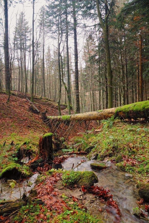 Fallen Tree in the Natural Park Stock Photo - Image of flow, reserve ...