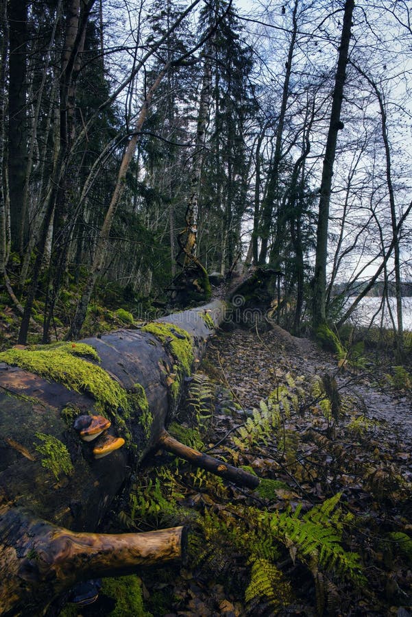 Fallen Tree Next To a Lake on Fall Stock Photo - Image of lake, nature ...