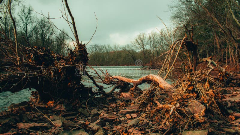 A Fallen Tree Next To a River with a Dam in the Background Stock Image ...