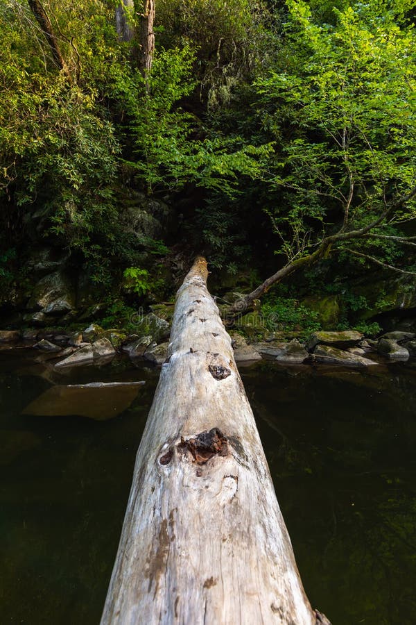 Fallen tree log over water stock image. Image of fallen - 13644691