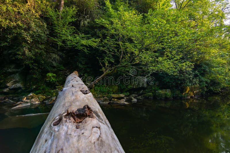 Fallen tree over the creek stock image. Image of fallen - 156745687
