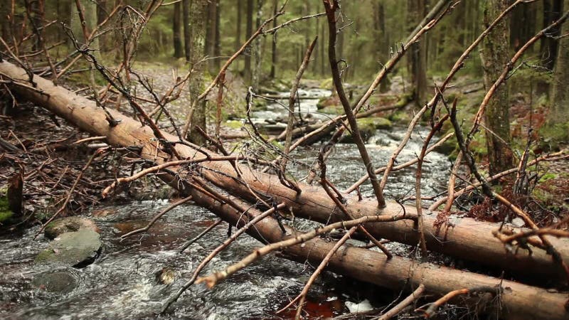 Fallen Log Over Forest Stream Stock Footage - Video of green ...