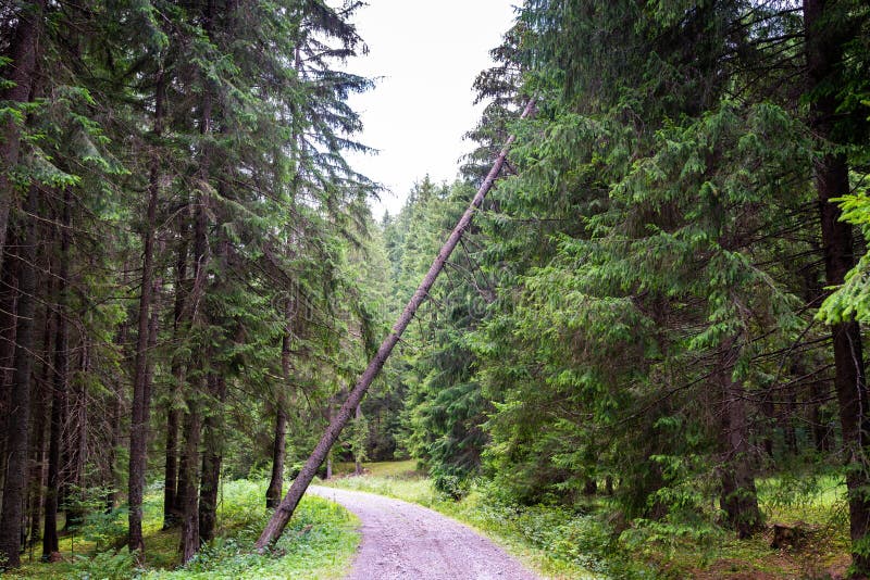 Fallen Tree Over Forest Dirt Road in the Beautiful Green Pine Forest ...