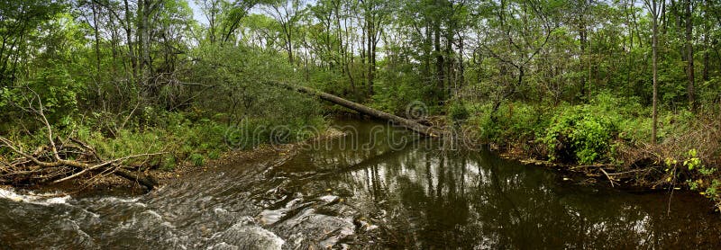 Fallen Tree Over a River Panorama Stock Image - Image of woods, plant ...