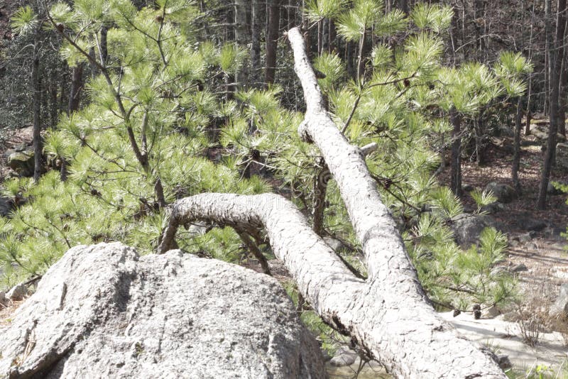 Fallen tree stock image. Image of rock, fallen, small - 111585427