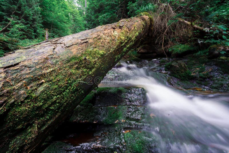 Fallen Tree Over a Rushing River in a Forest Stock Photo - Image of ...