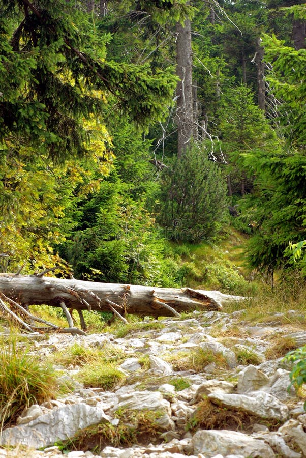 Fallen tree. stock image. Image of hobby, countryside - 32628167