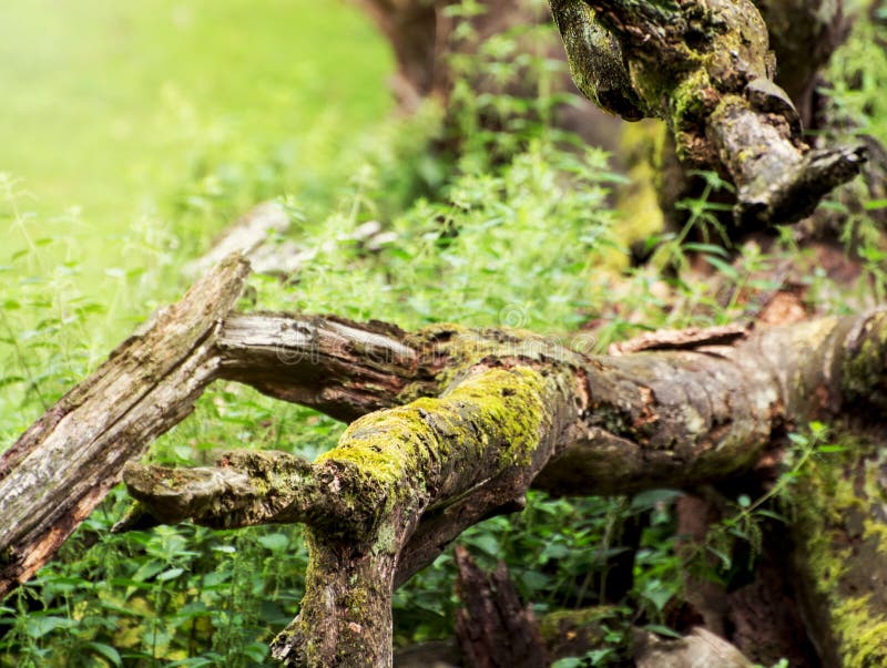 Fallen Tree Overgrown with Moss Stock Photo - Image of lighting, bark ...
