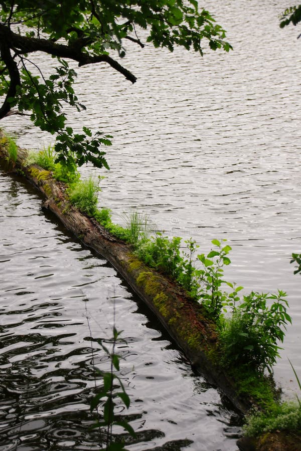 Fallen Tree is Overgrown with Plants Stock Image - Image of moss ...