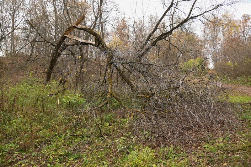A Fallen Tree is always a Pain Stock Image - Image of countryside ...