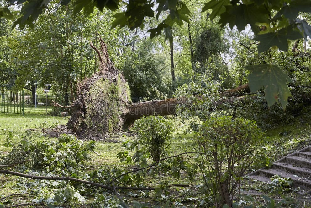 Fallen tree in park stock image. Image of recovery, claim - 61258479