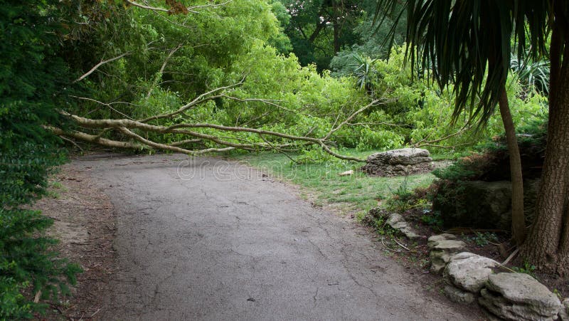 Fallen Tree in Park Laid Across Pathway with Trees To Side Stock Photo ...