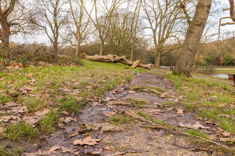 Fallen Tree in the Park and Left To Rot Stock Image - Image of cloud ...