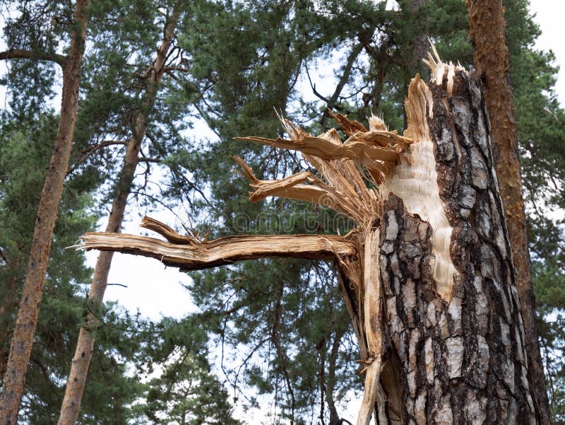 Fallen Tree in the Park after a Storm Hurricane Damage Stock Photo ...