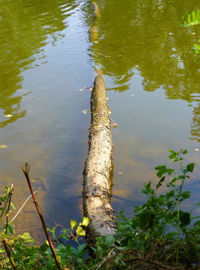 Fallen Tree Partialy Submerged in the River Stock Image - Image of ...