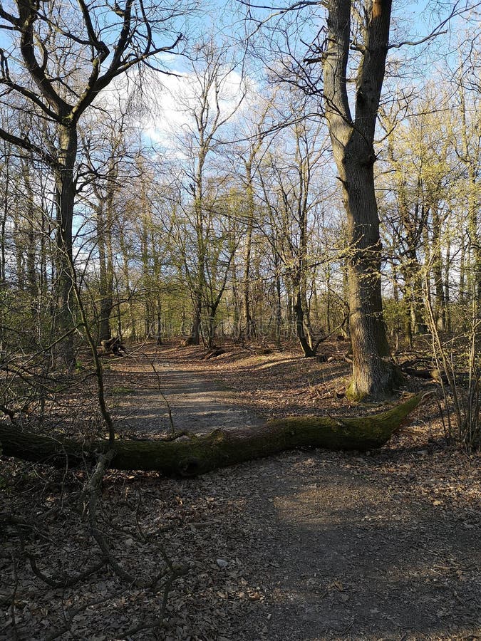 Fallen Tree on the Path in Forrest Stock Image - Image of fallen ...