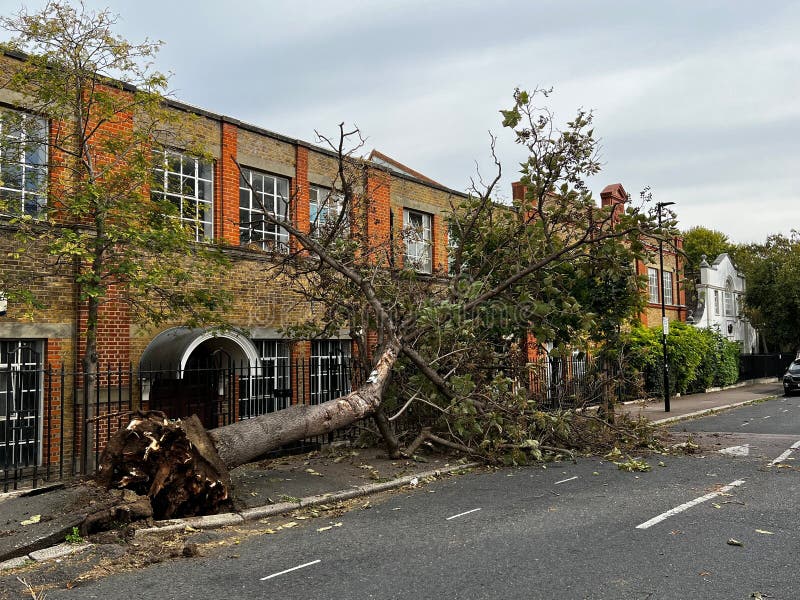 Fallen Tree on the Pavement. Stock Image - Image of structure, tree ...