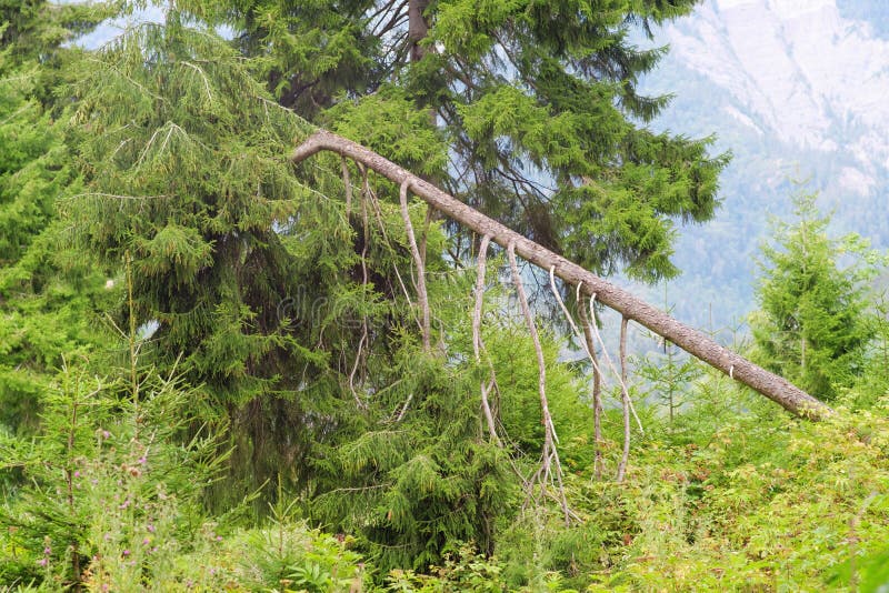 Fallen Tree in the Pine Trees Forest Stock Photo - Image of climate ...