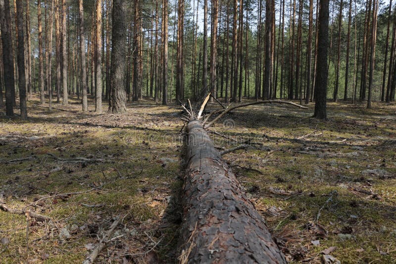 A fallen tree in a pines stock image. Image of autumn - 87820683