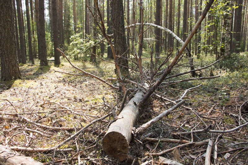A fallen tree in a pines stock photo. Image of needles - 87821044