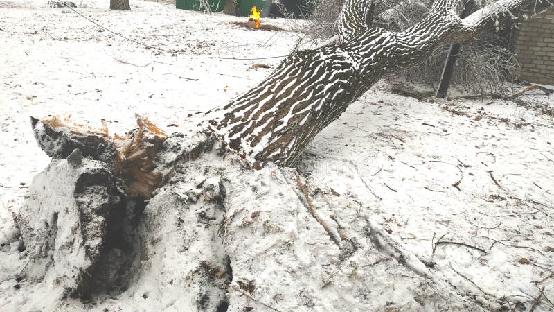 150 Tree Fallen Power Line Stock Photos - Free & Royalty-Free Stock ...