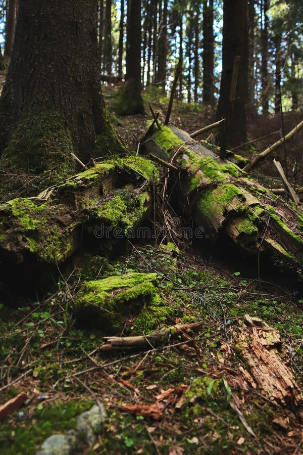 Tree with Protruding Roots Against the Sky on the Rock. Stock Photo ...