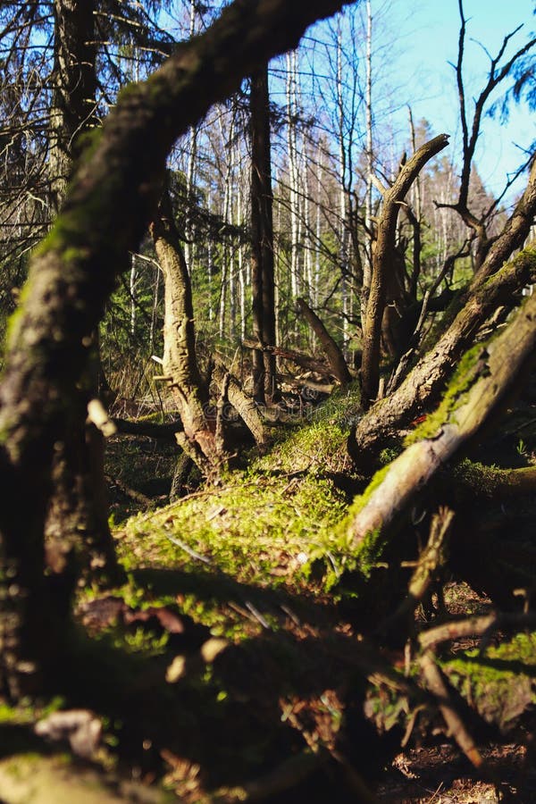 Tree with Protruding Roots Against the Sky on the Rock. Stock Photo ...