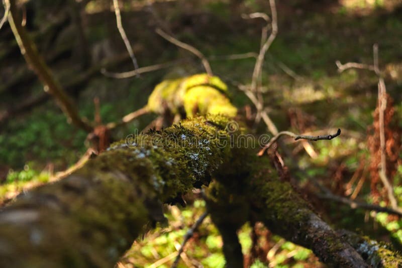 Fallen Tree with Protruding Branches Covered with Green Moss Stock ...