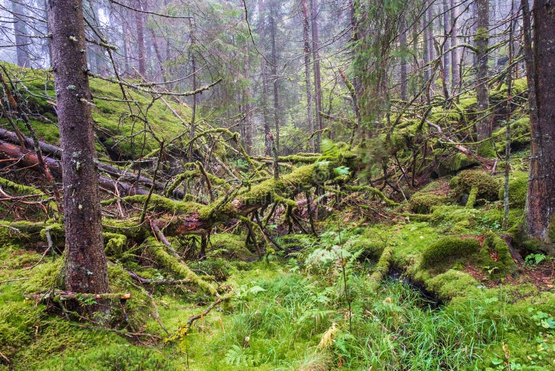 Fallen Tree in a Ravine at the Wilderness Stock Photo - Image of ...