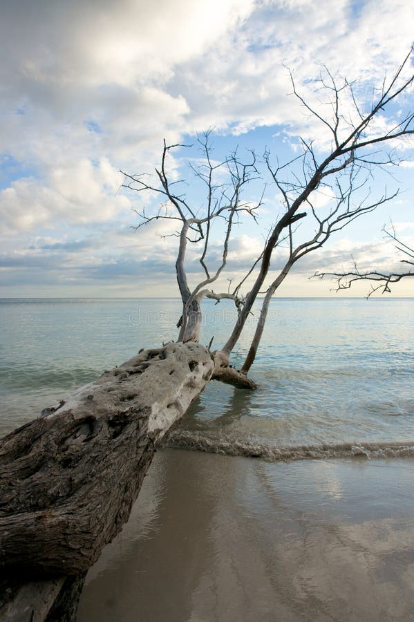 Fallen Tree Reaching Out into Water Stock Image - Image of edge ...