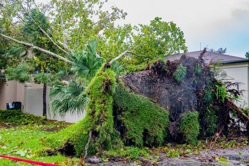 Fallen Tree Reasting on a Wall Stock Photo - Image of loss, florida ...