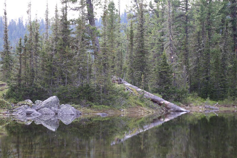 Fallen tree. Reflection stock image. Image of reflection - 101625935