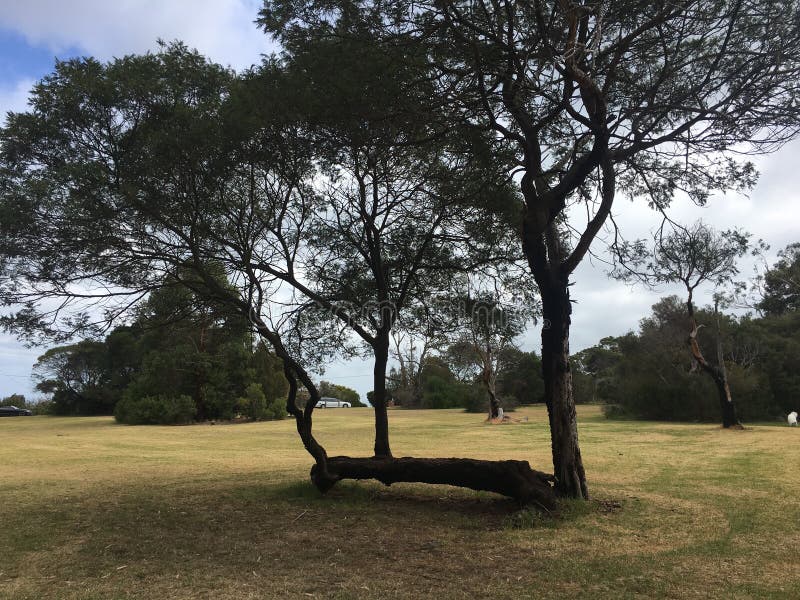 143 Regrowing Tree Stock Photos - Free & Royalty-Free Stock Photos from ...