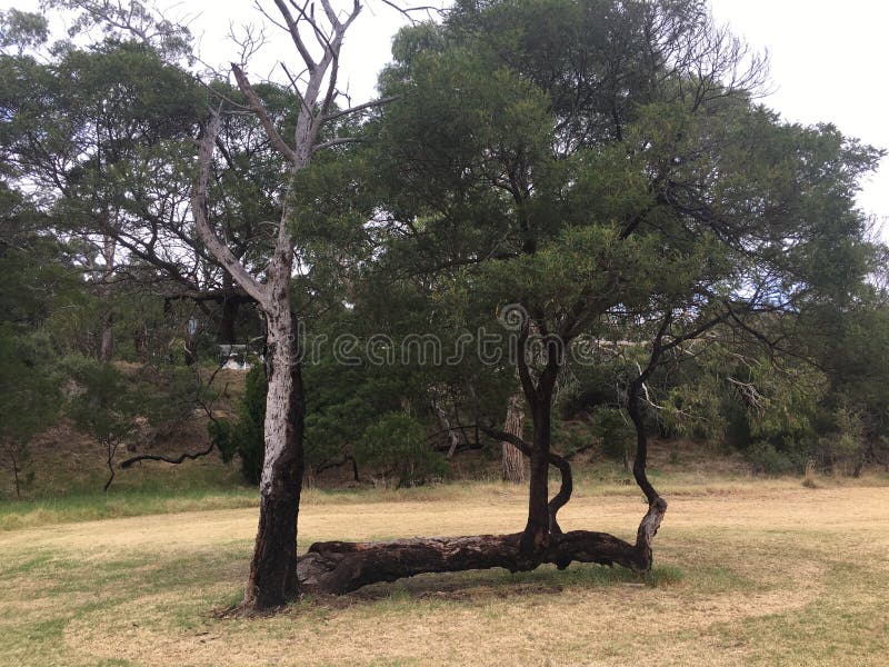 153 Regrowing Tree Stock Photos - Free & Royalty-Free Stock Photos from ...