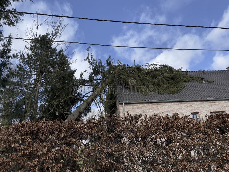 Natural Disaster, Fallen Tree Stock Image - Image of lands, green ...