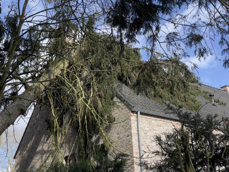 Natural Disaster, Fallen Tree Stock Photo - Image of uprooting ...